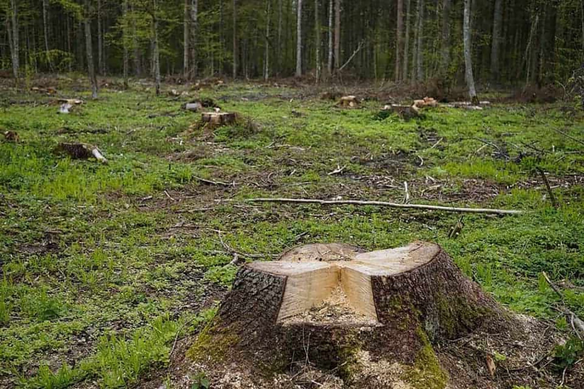 Les raisons d'abattre un arbre et les méthodes