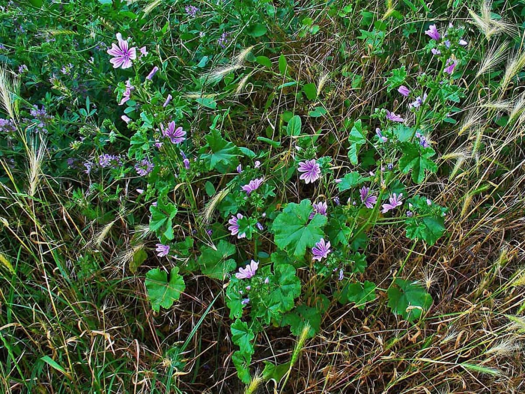 Les premières étapes de la culture de la mauve