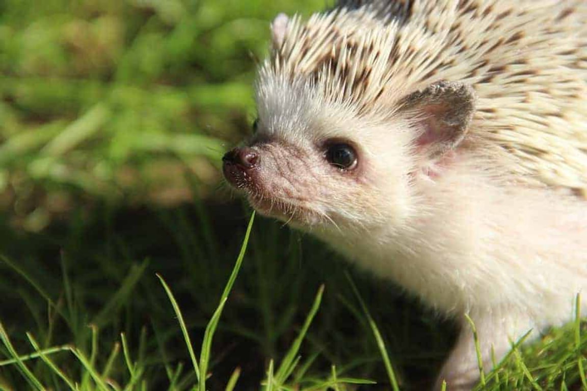 Comment attirer les hérissons dans votre jardin