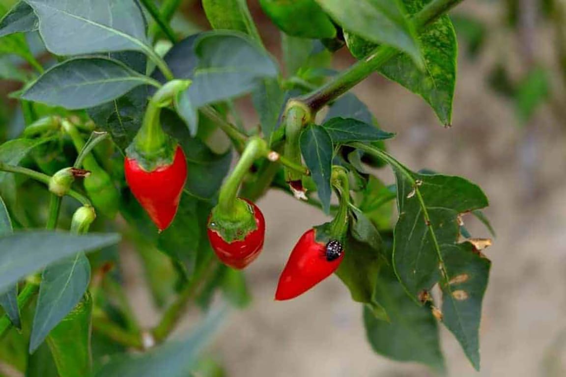 Poivrons : Plantation et culture