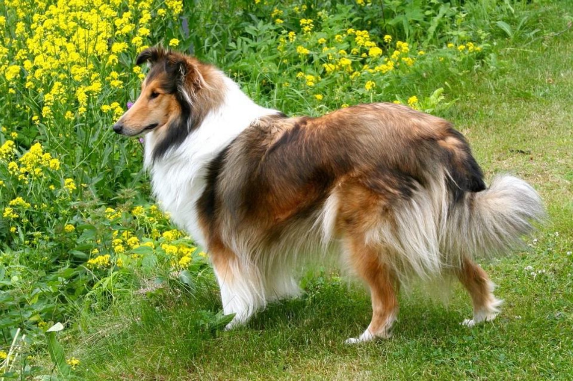 Comment bien préparer une chienne à la mise bas : ce qu'il faut savoir ...
