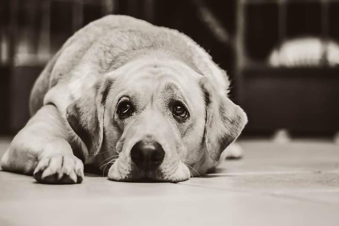 Comment localiser un chien perdu